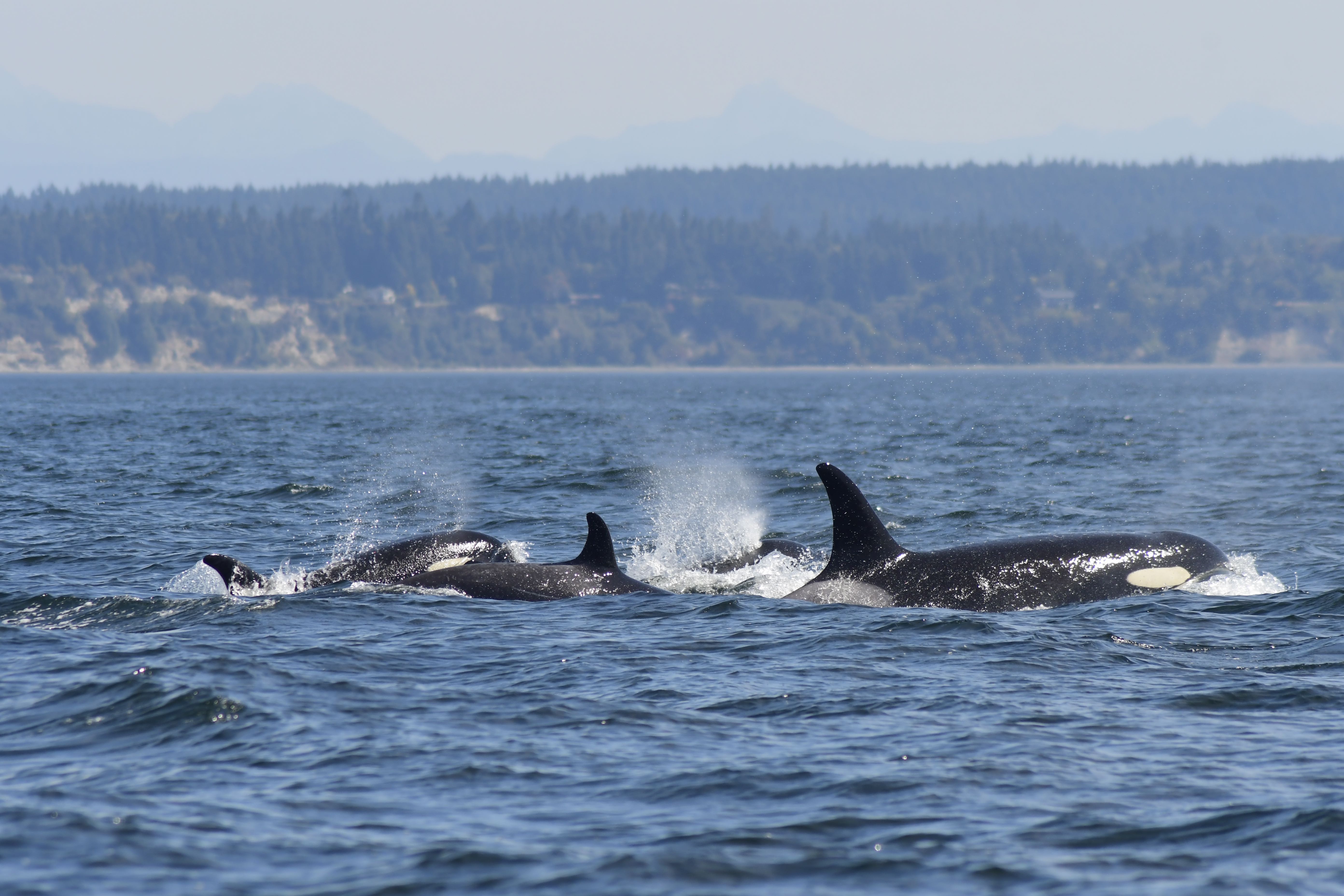 Whale Trail ready for a new season with guest speakers Rachel Aronson ...